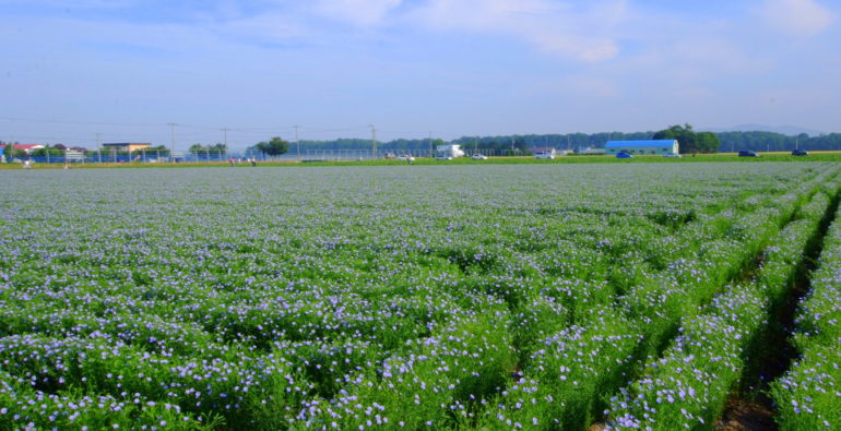 Flaxseed for Hormone Balance - Manitoba Flax Seed Milling Company