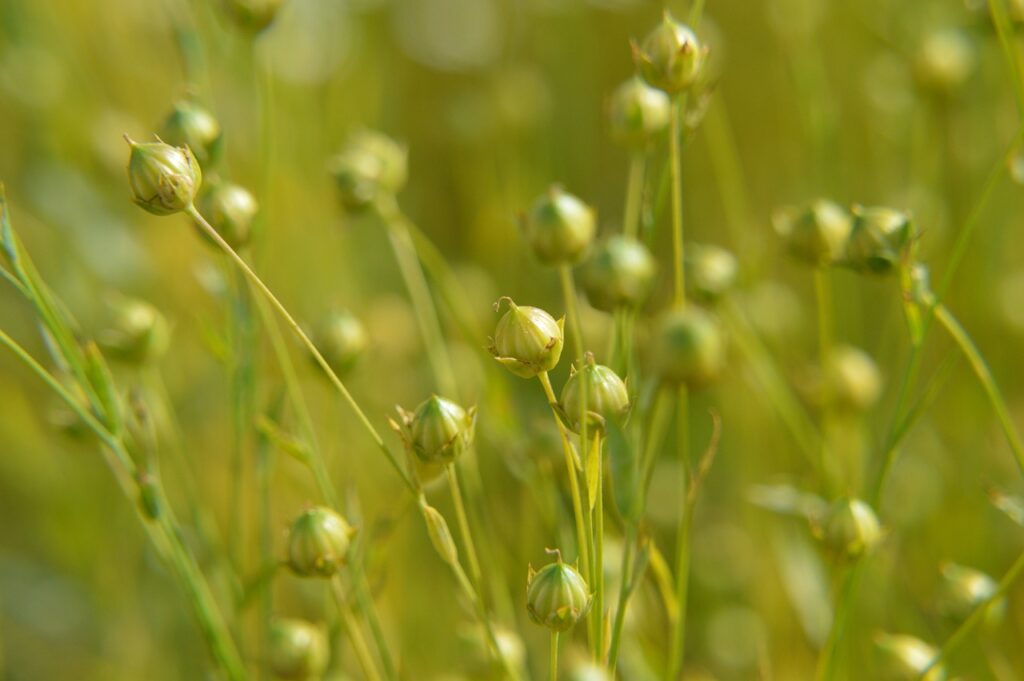 What is Linseed? - Manitoba Flax Seed Milling Company