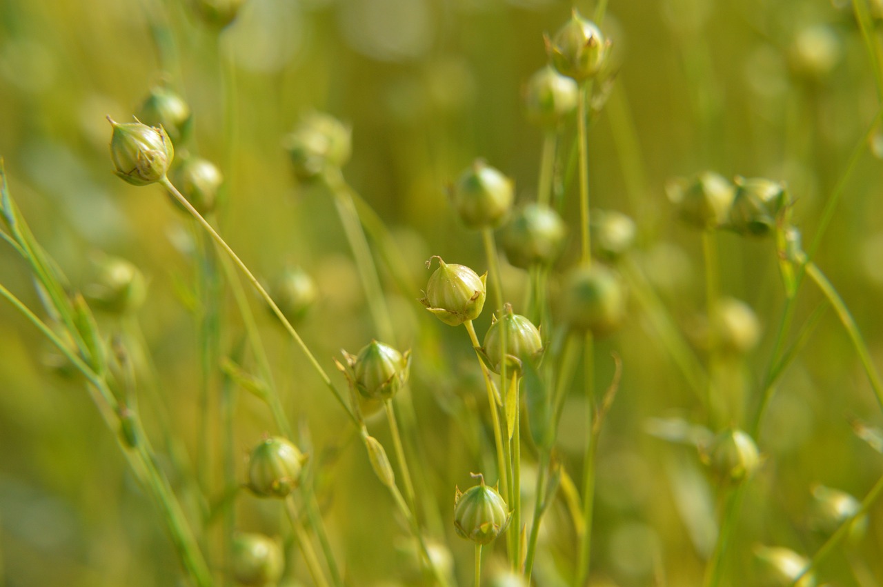 What is Linseed? - Manitoba Flax Seed Milling Company (US)
